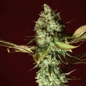 Apple Pie Marijuana Strain - Kind Green Buds