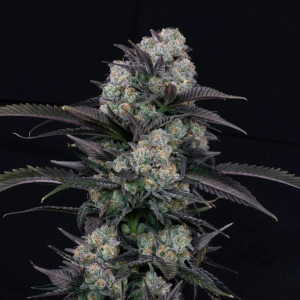 Papaya Punch Marijuana Strain - Kind Green Buds