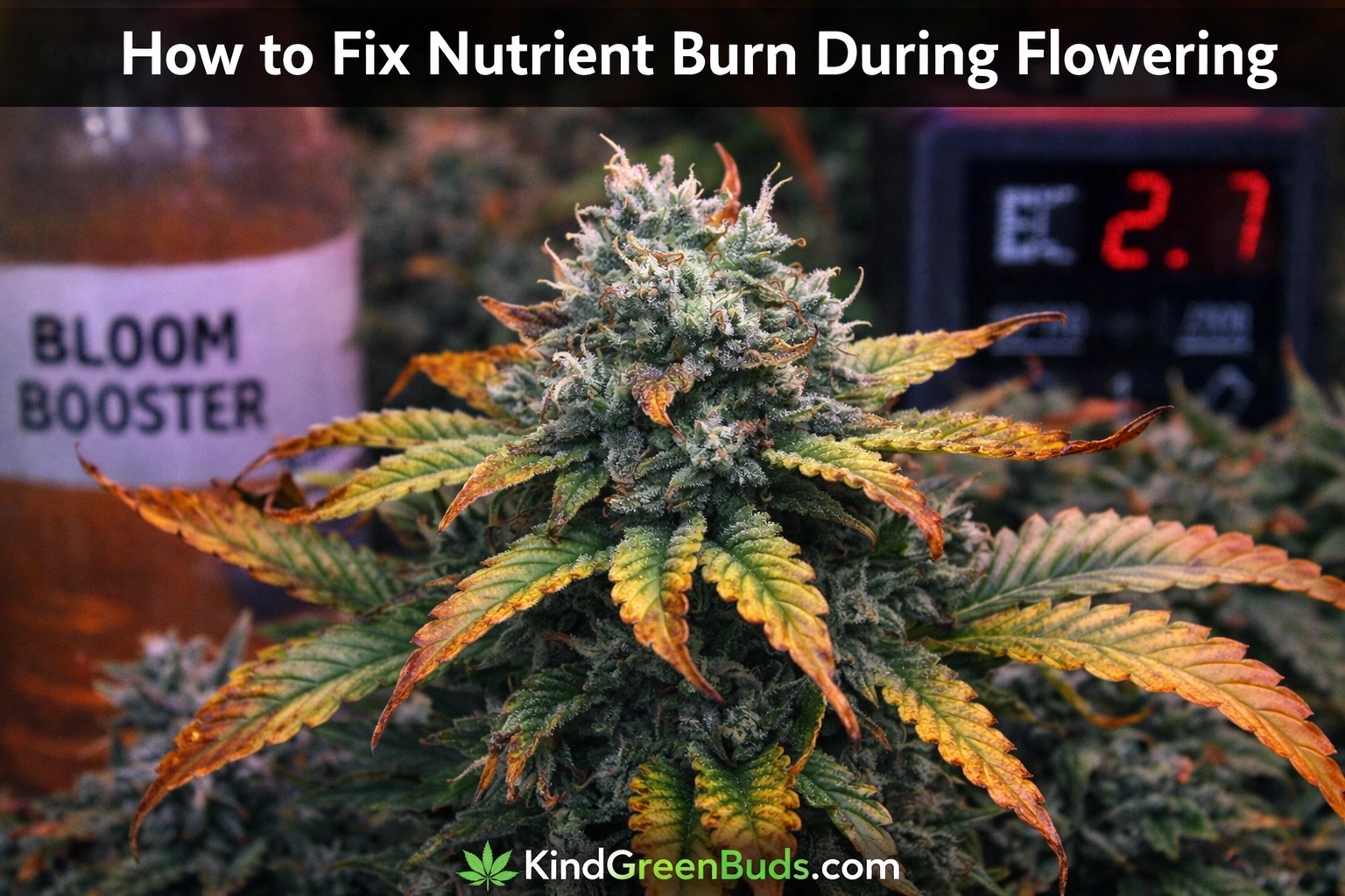 How to Fix Nutrient Burn During Flowering - Kind Green Buds
